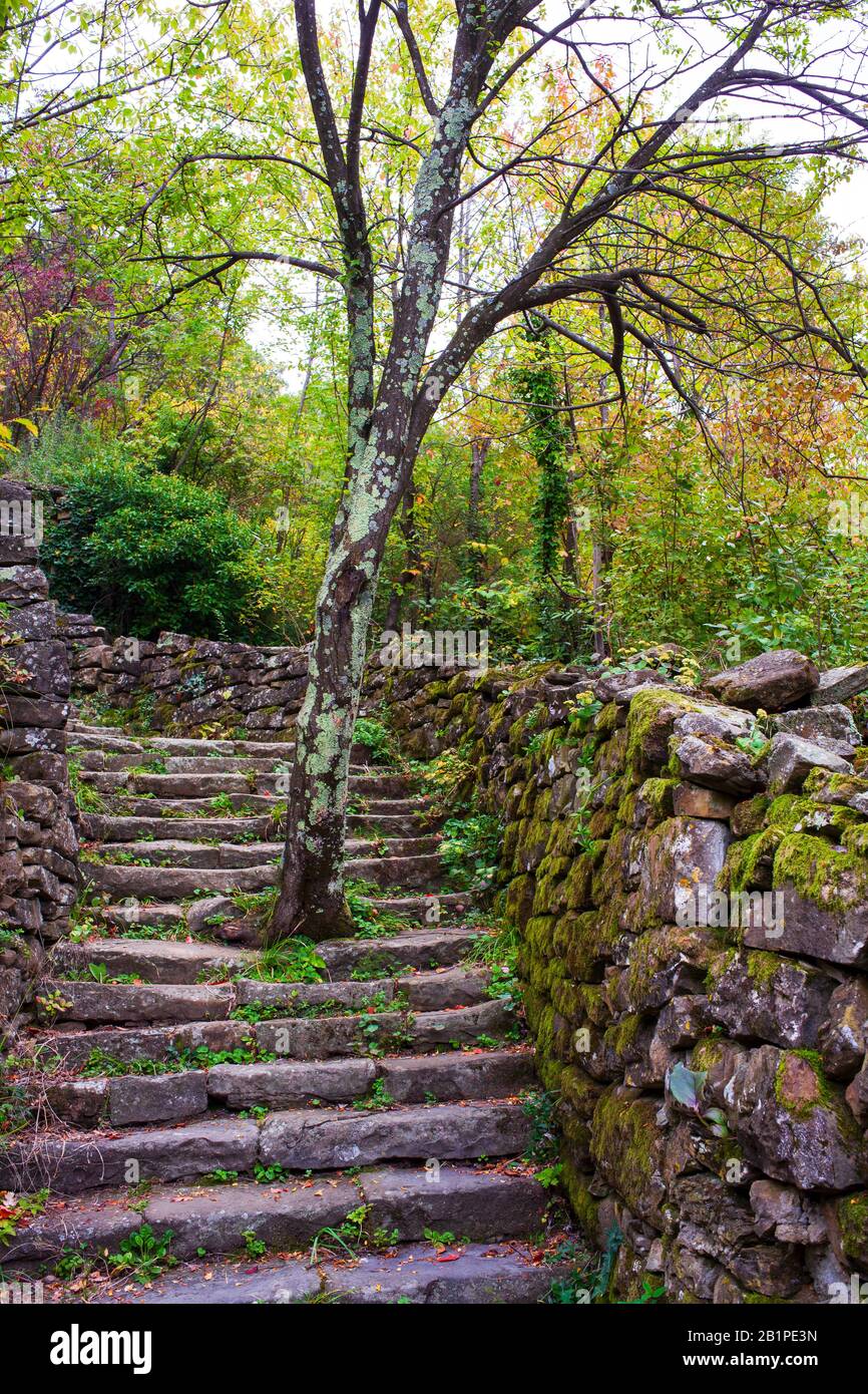 Tree in the middle of the path called sentiero natura Stock Photo - Alamy