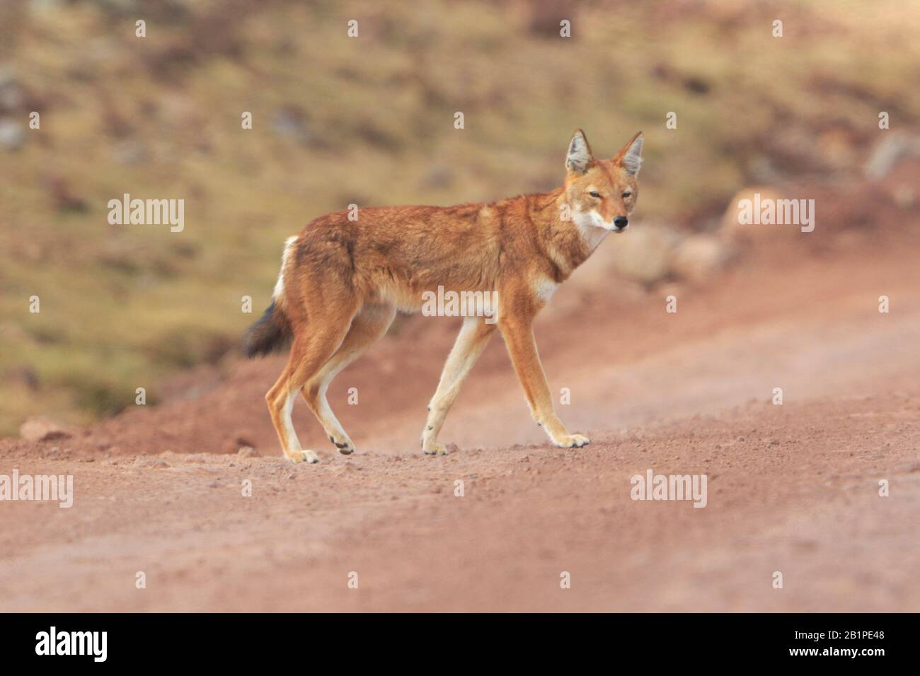 Simien fox hi-res stock photography and images - Alamy