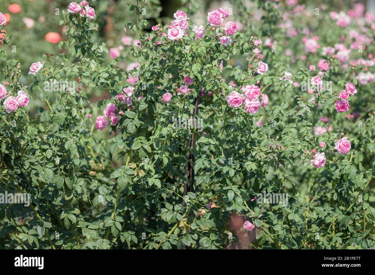Pink rose flower in garden. Nature background Stock Photo - Alamy