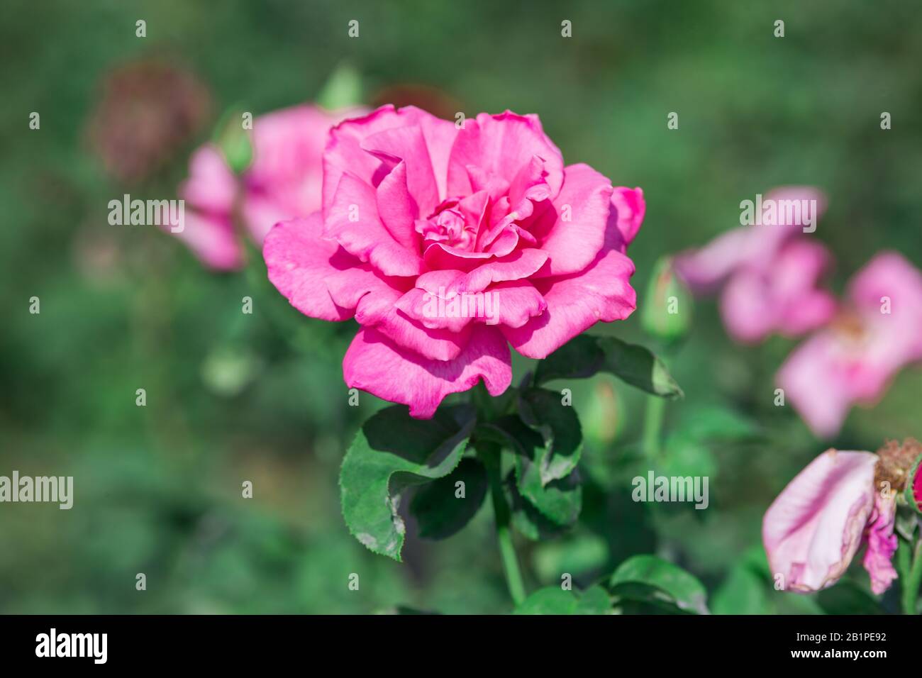 Pink rose flower in garden. Nature background Stock Photo - Alamy