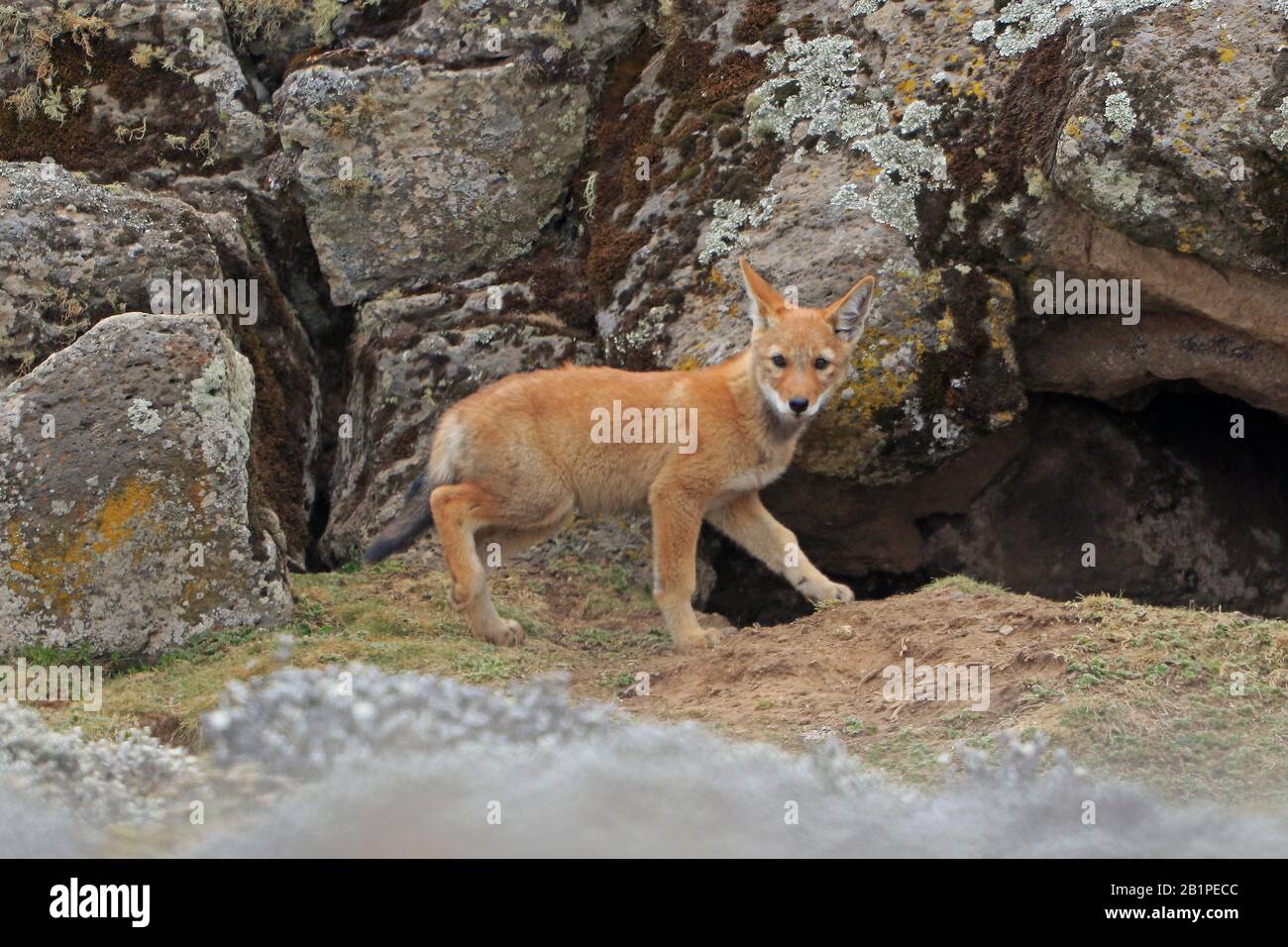 Wolf pup den hi-res stock photography and images - Alamy
