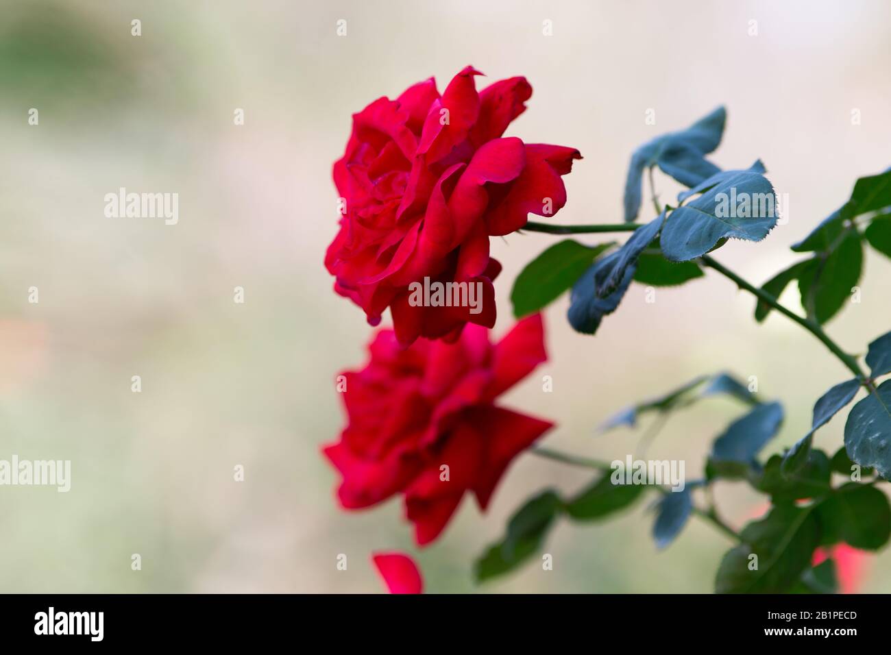 Red rose flower in garden. Nature background Stock Photo - Alamy