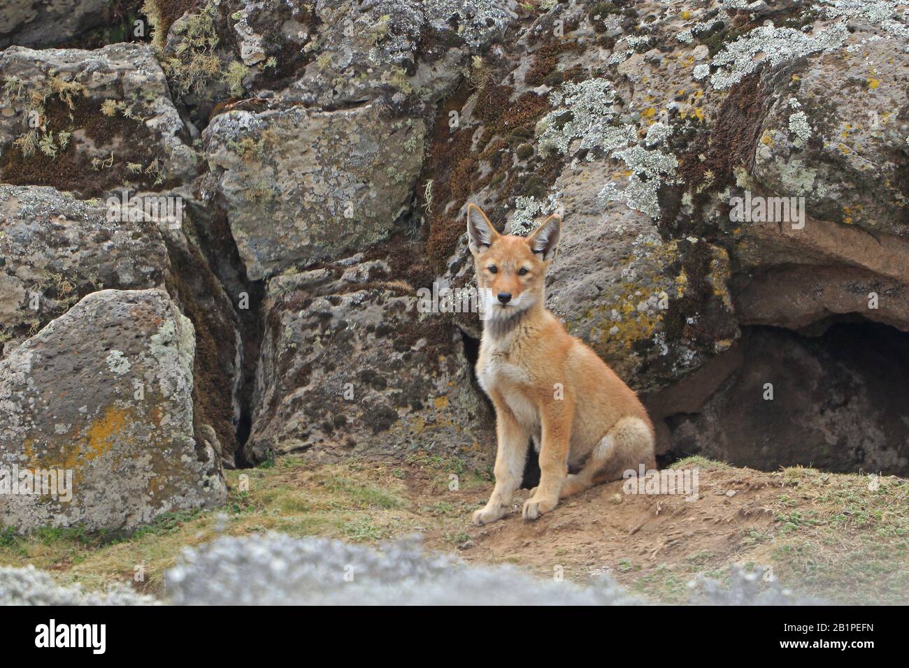 Simien fox hi-res stock photography and images - Alamy