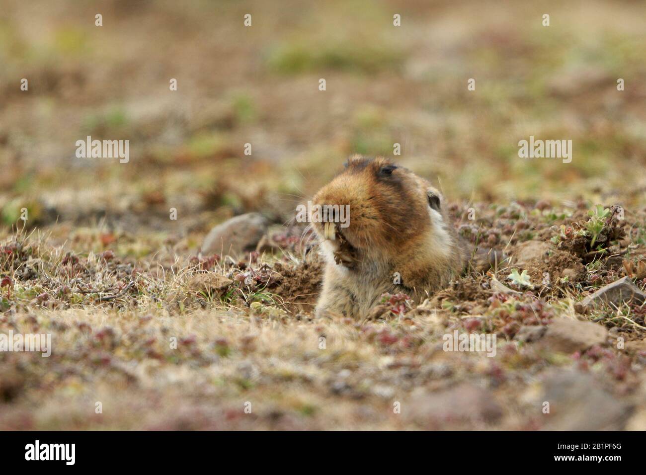 Giant Mole Rat in the Bale Mountains Ethiopia Stock Photo - Alamy