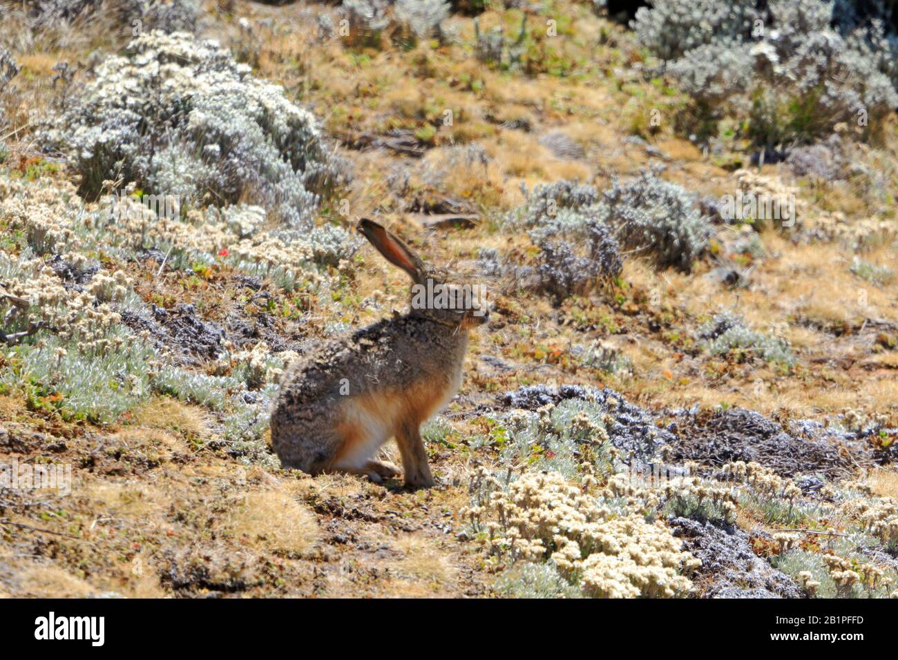Starck's Hare in the Bale Mountains Ethiopia Stock Photo - Alamy