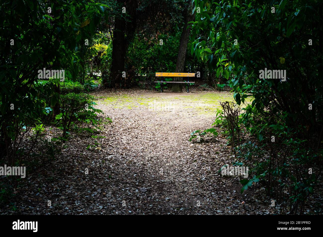 Empty park bench between trees Athens, Greece, national garden, vivid ...