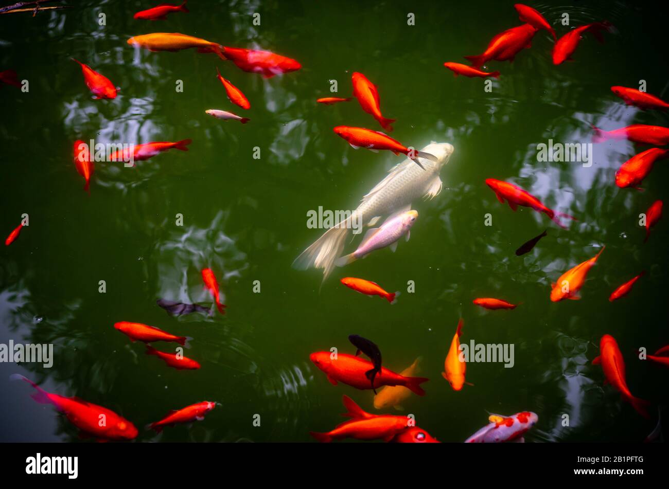 Goldfish in my swimming pool hi-res stock photography and images - Alamy