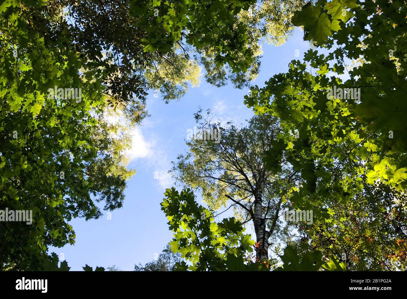 Vignette of green tree branches with blue sky Stock Photo - Alamy