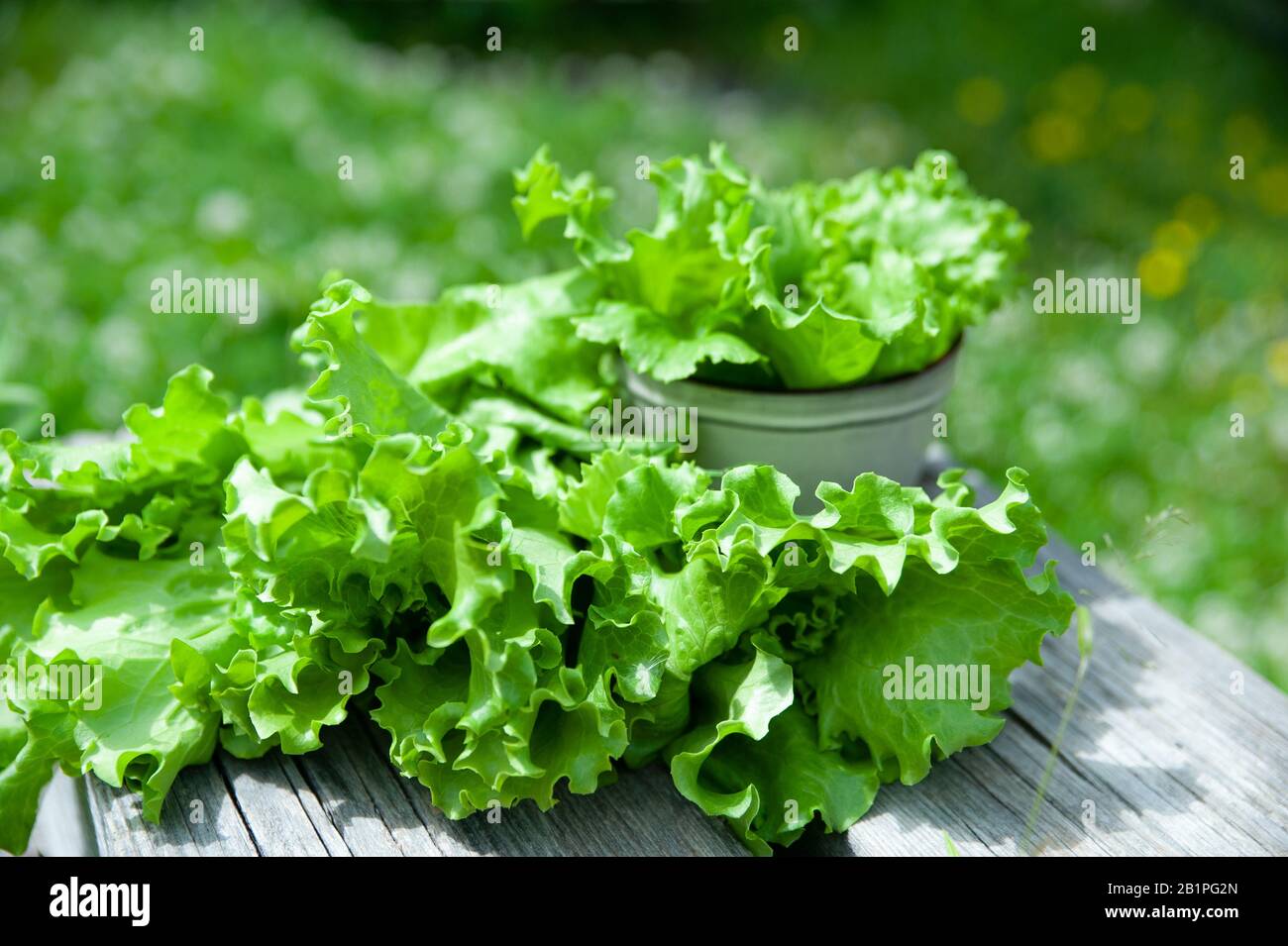 Fresh lettuce leaves, close up, Organic food , agriculture and ...