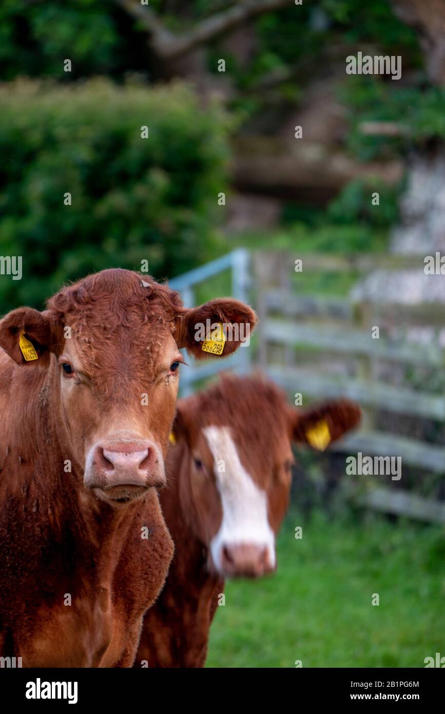 Sussex Beef Cattle High Resolution Stock Photography and Images - Alamy