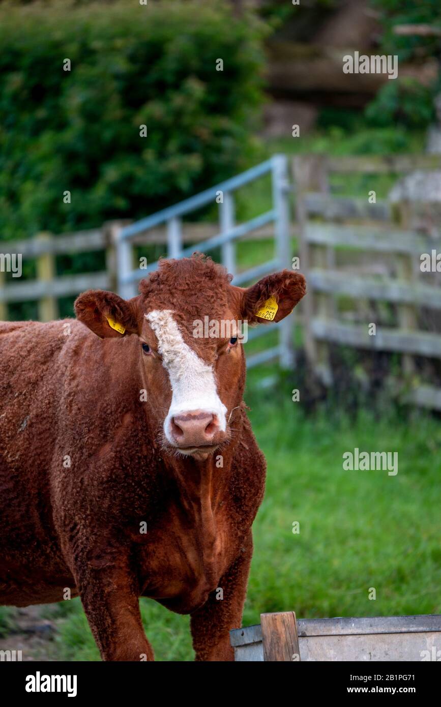 Sussex Beef Cattle High Resolution Stock Photography and Images - Alamy