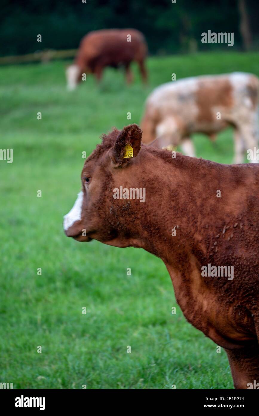 Sussex Beef Cattle High Resolution Stock Photography and Images - Alamy