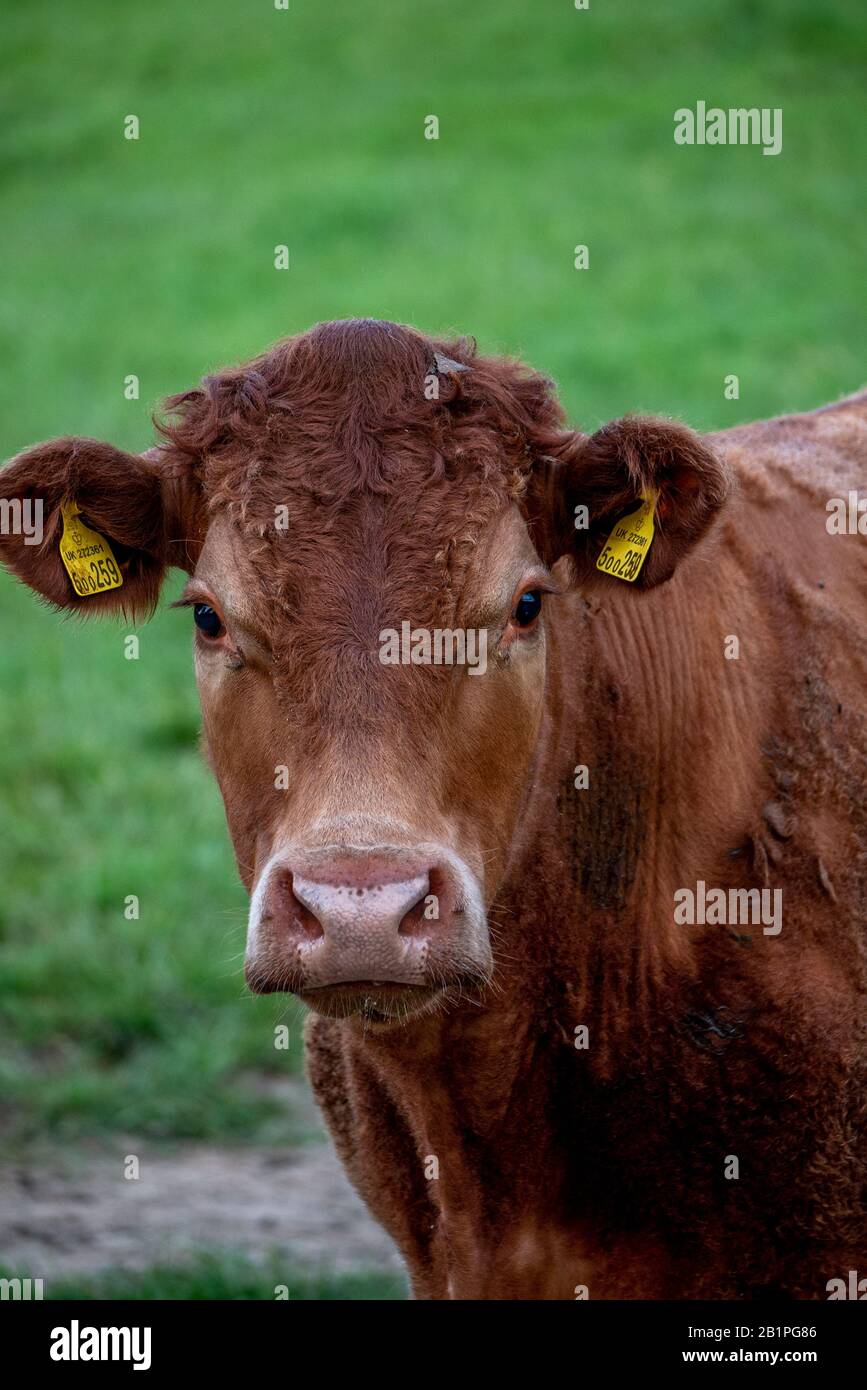 Sussex Beef Cattle High Resolution Stock Photography and Images - Alamy