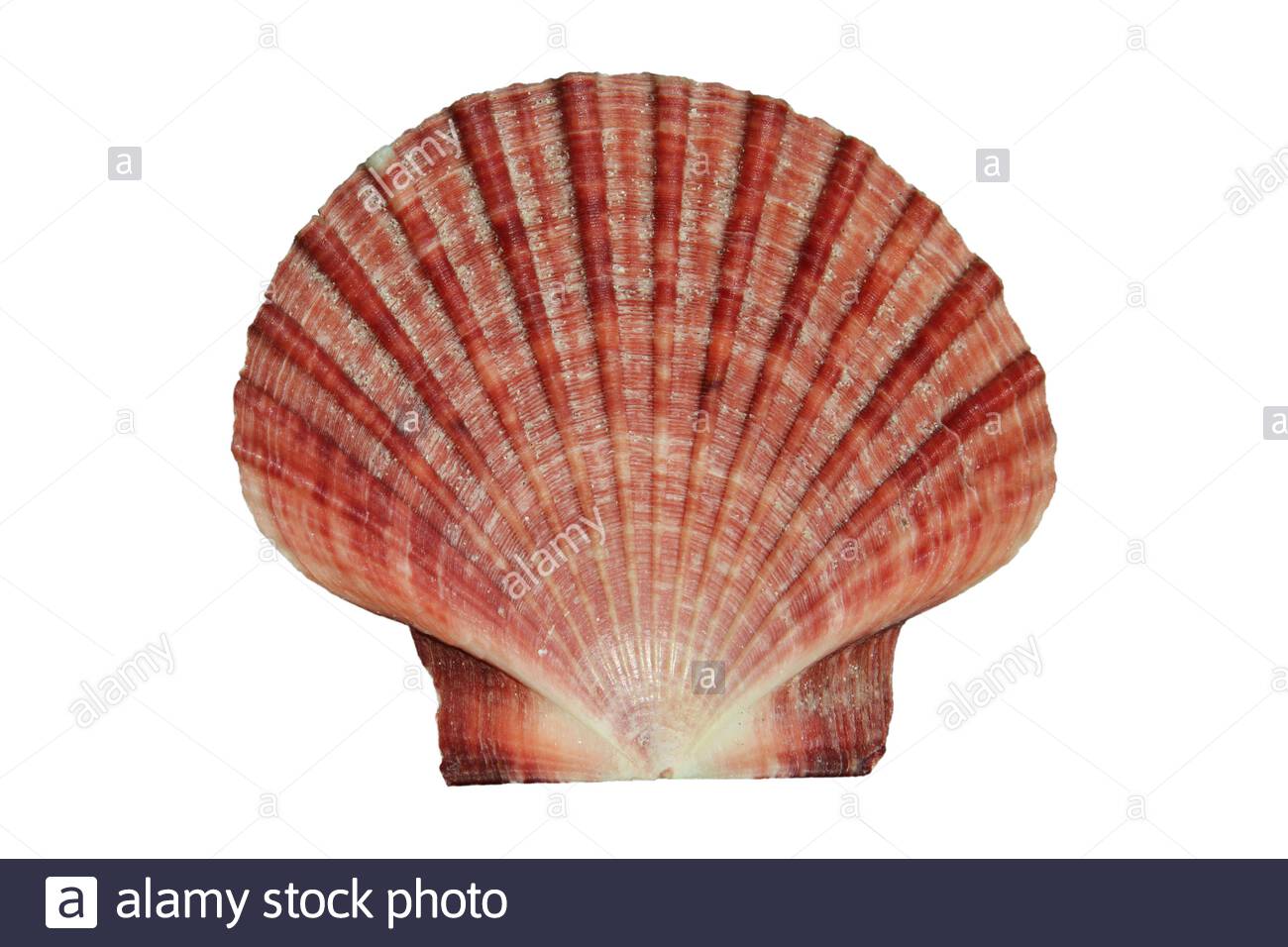 Upper Shell High Resolution Stock Photography and Images - Alamy