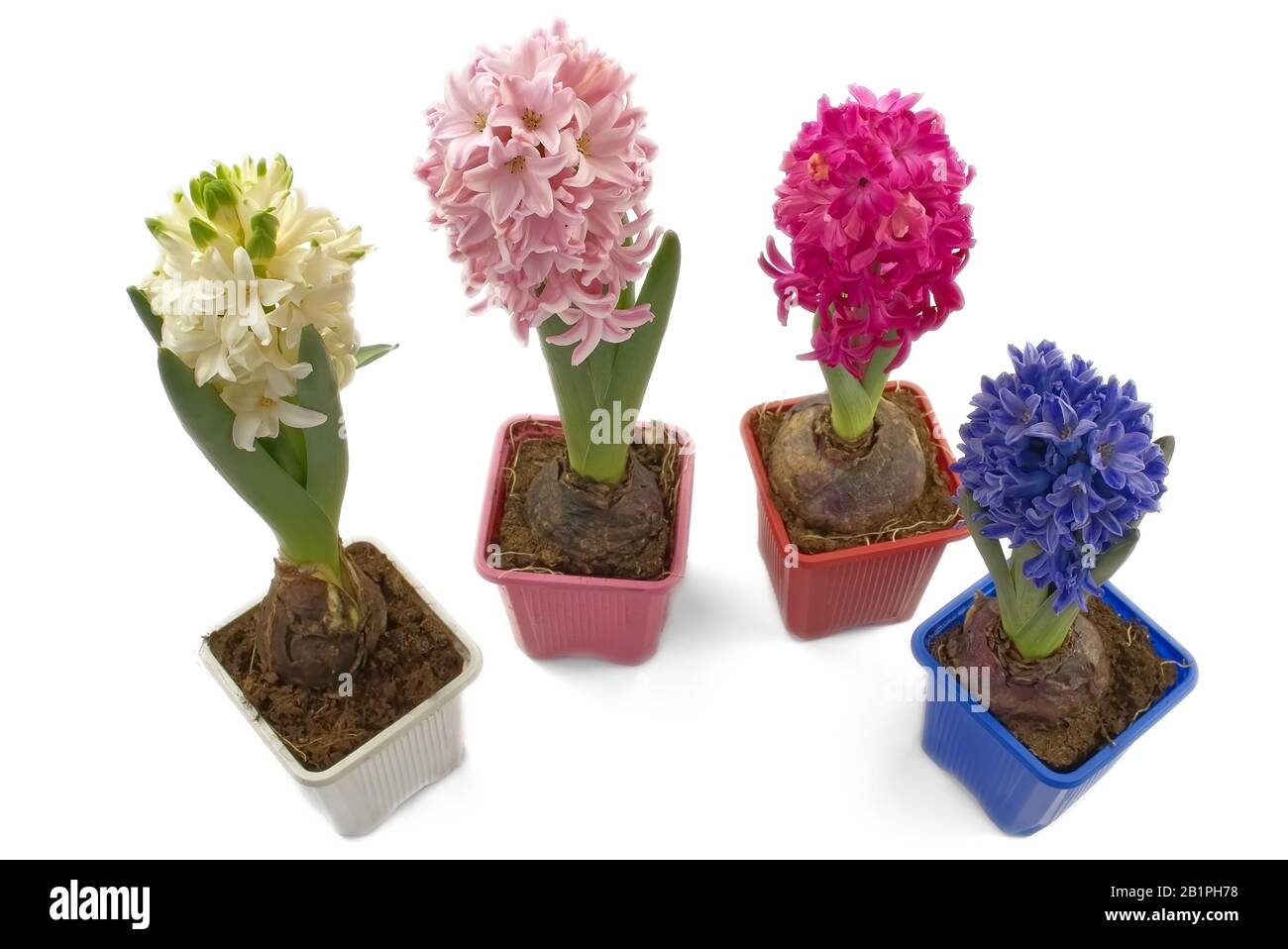 variation of colors hyacinth in pot isolated on white Stock Photo - Alamy