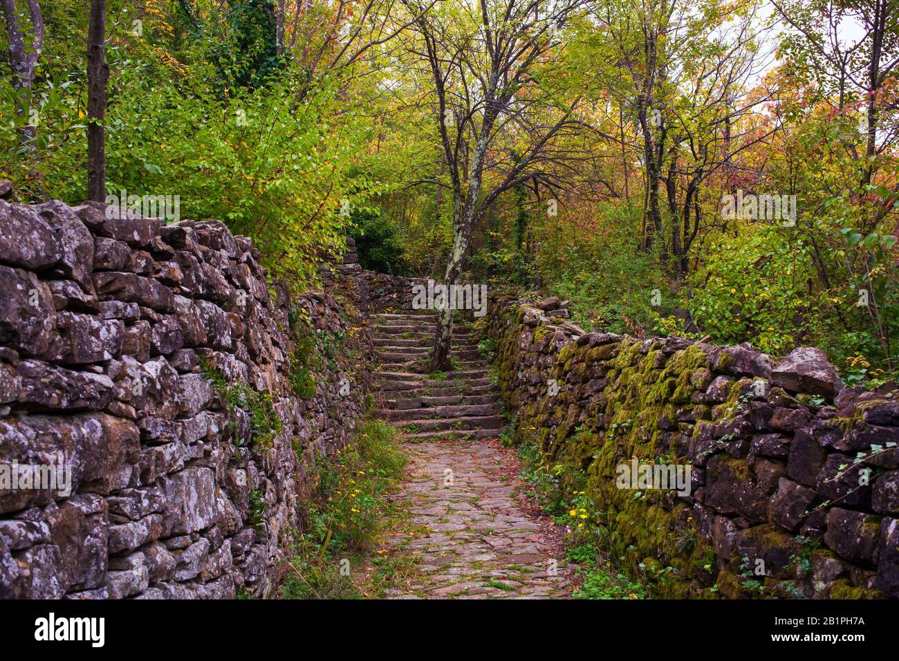 Tree in the middle of the path called sentiero natura Stock Photo - Alamy