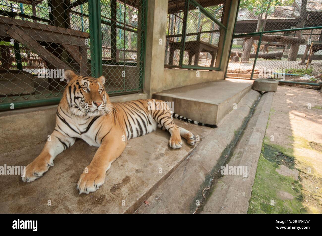 Asia, Thailand, Chiang Mai, Tiger Kingdom Stock Photo - Alamy