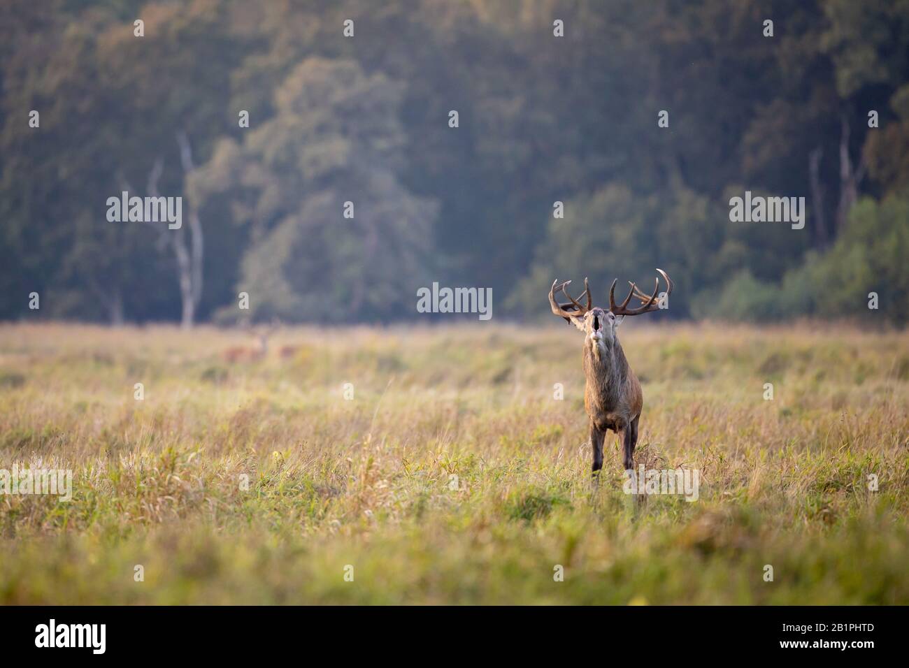 Prerow, Germany. 27th Sep, 2019. The picture shows a capital red deer ...