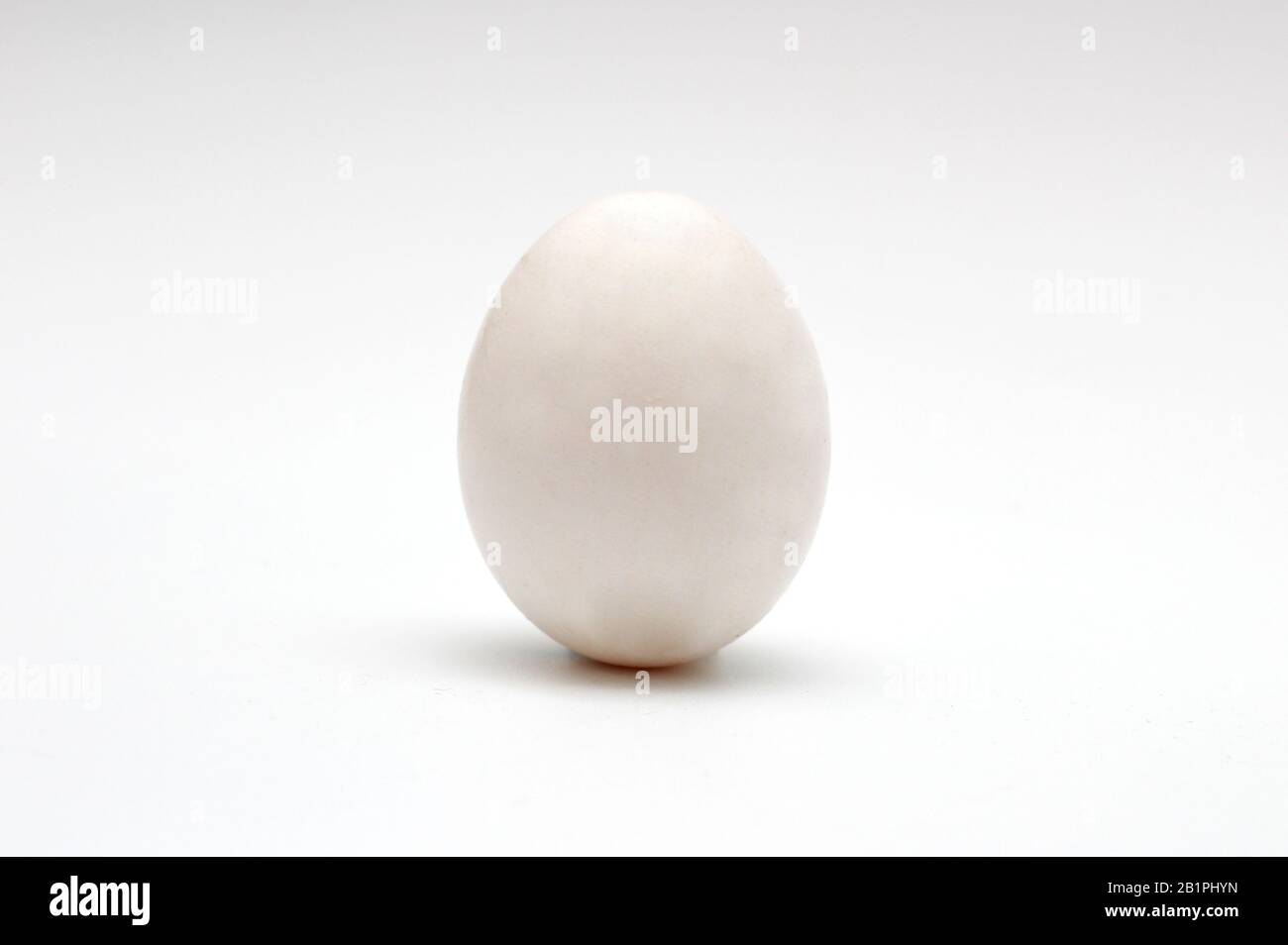 Egg on a white background Stock Photo - Alamy