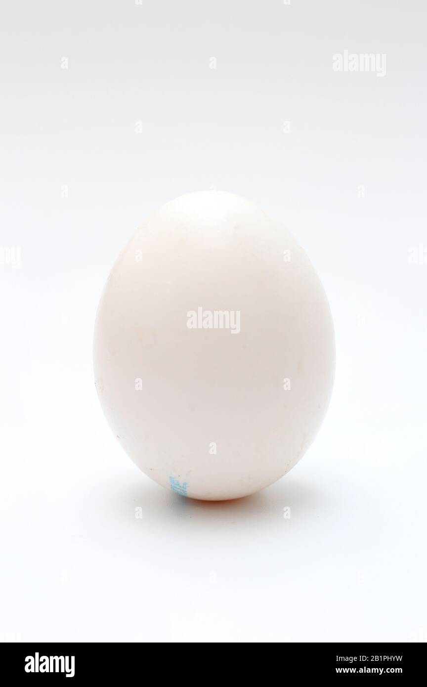 Egg on a white background Stock Photo - Alamy