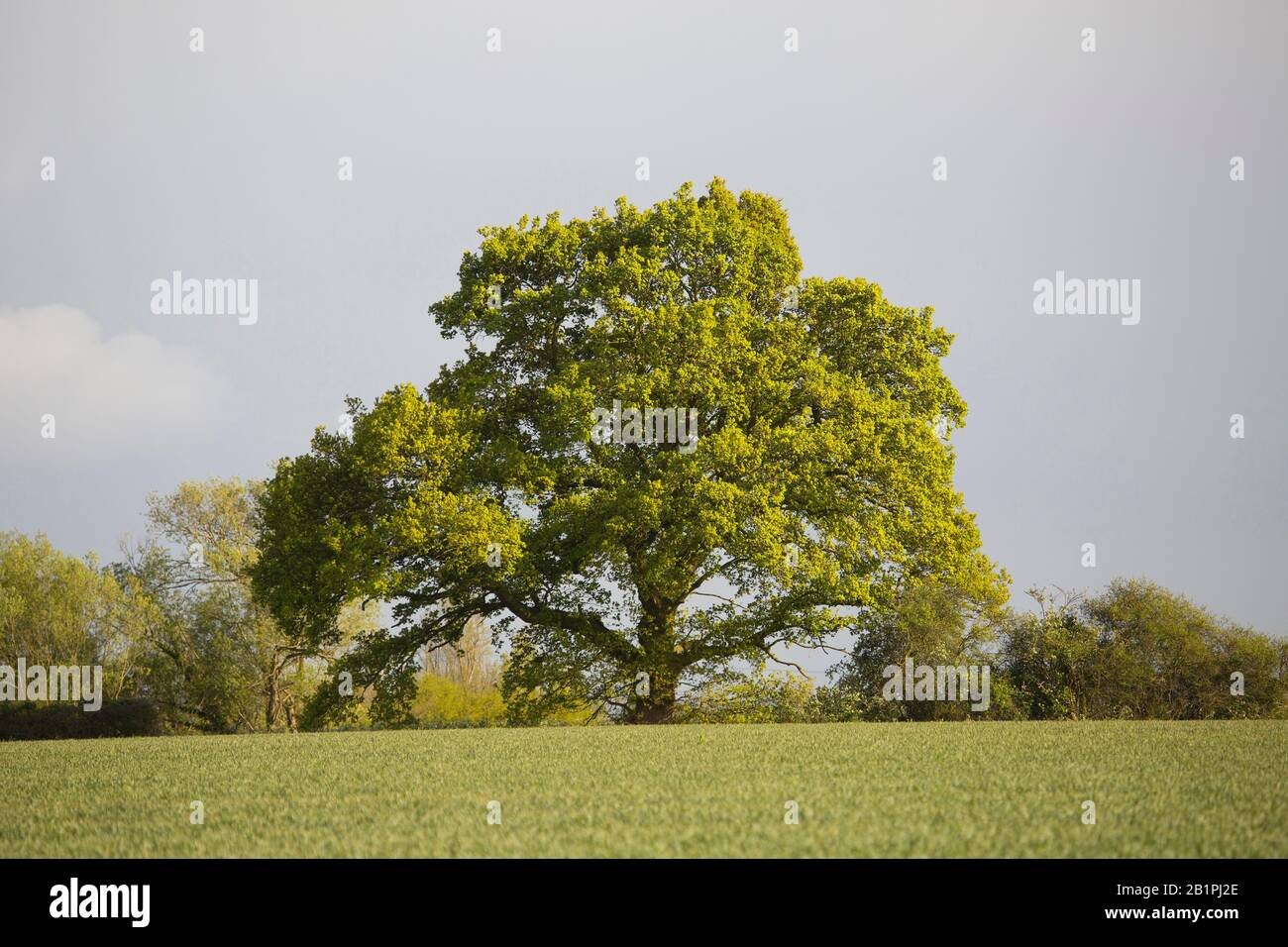 A hedge oak tree in a hedgerow on the edge of a wheat field Stock Photo ...