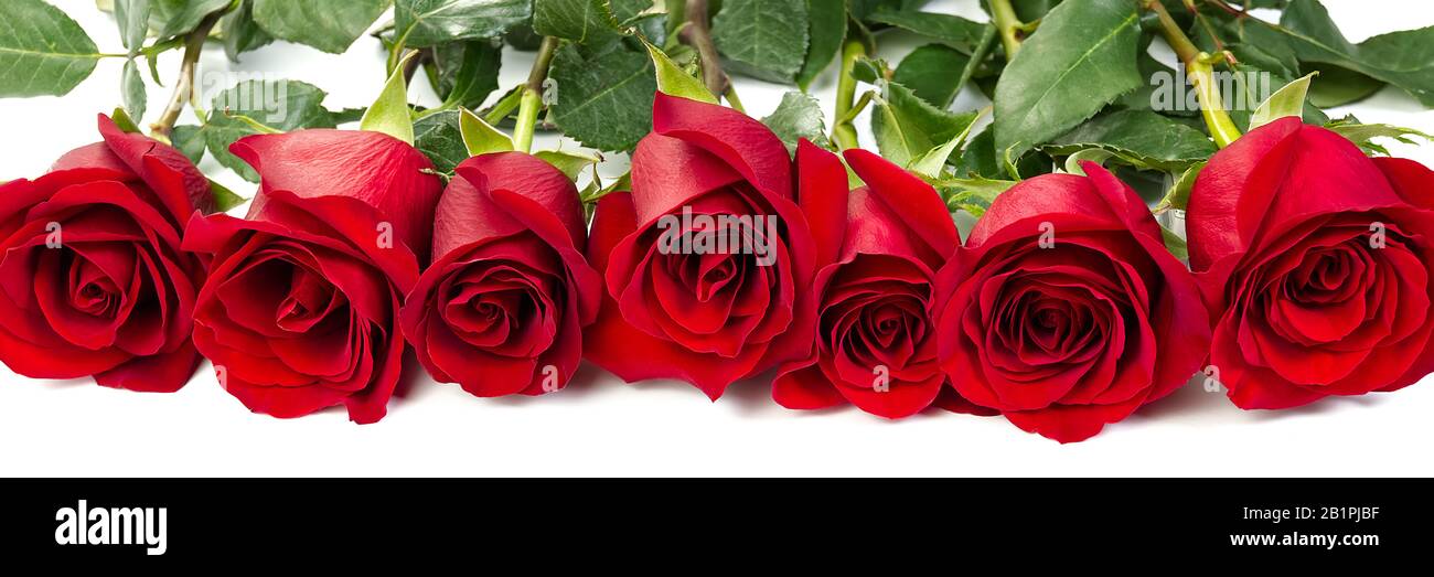 freshly cut red roses lie in a row forming a frame. panoramic shoot ...
