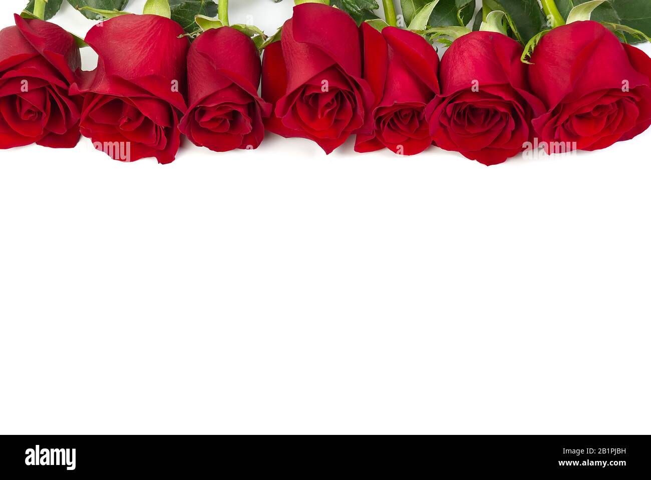 freshly cut red roses lie in a row forming a frame. copy space Stock ...