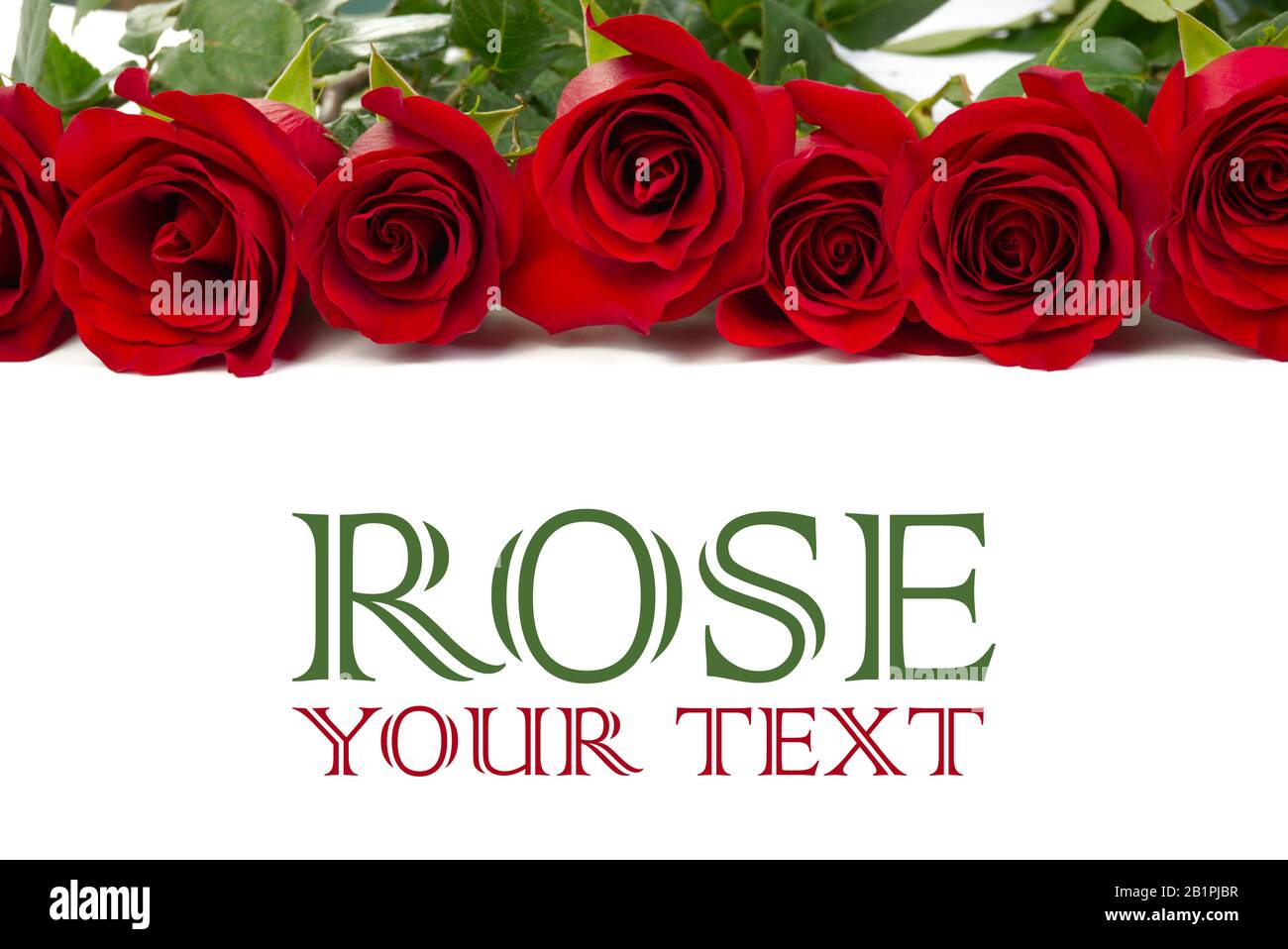 freshly cut red roses lie in a row forming a frame. copy space and ...