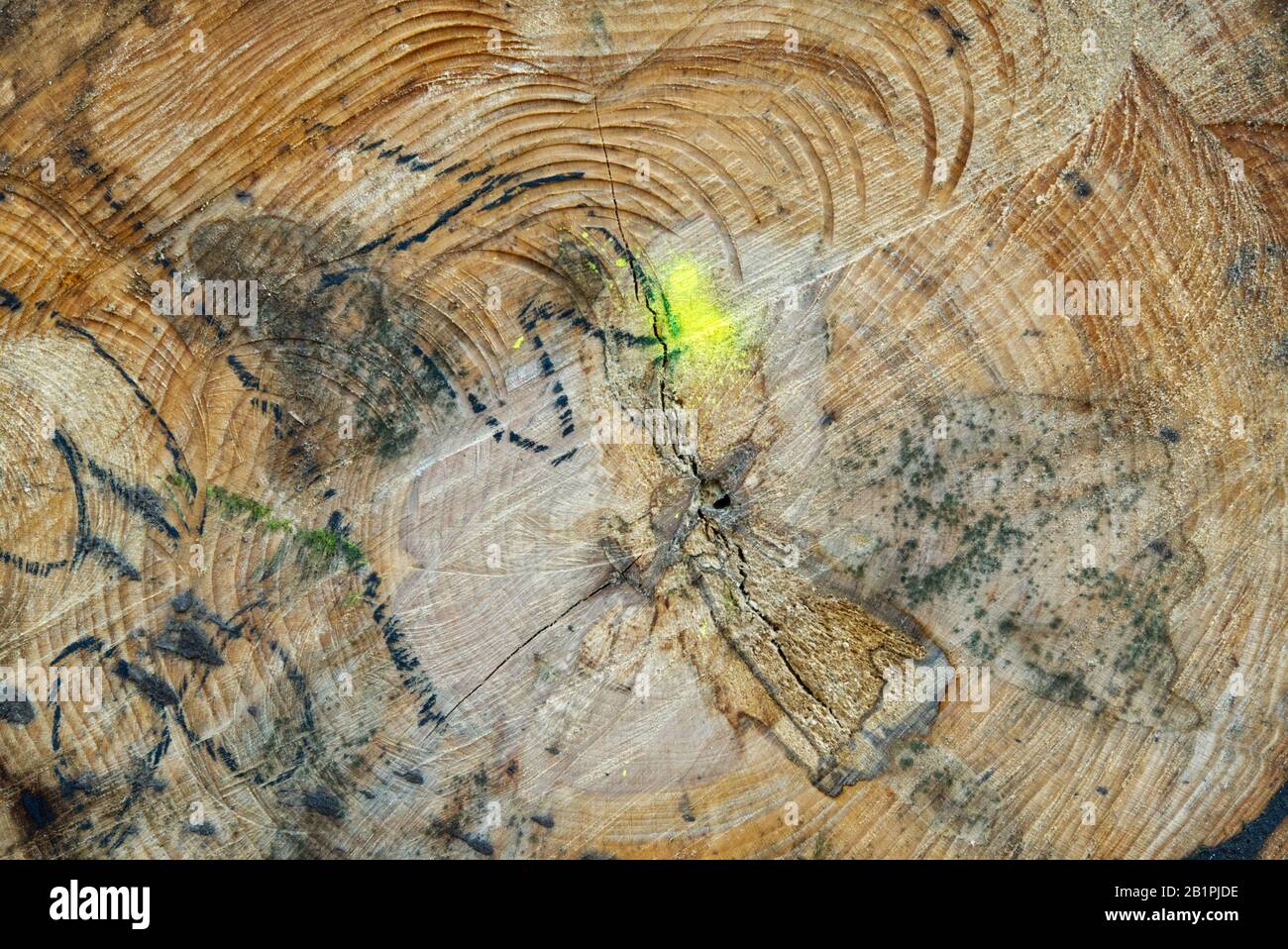 The texture of the cut tree logs. close up shoot. wood industry Stock ...