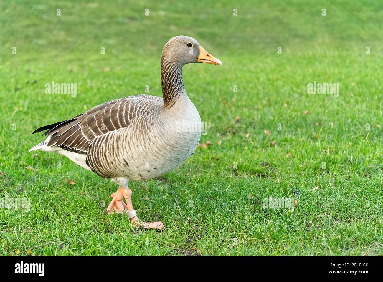 Wild grey goose walking in green grass, close up. Goose in cty park ...