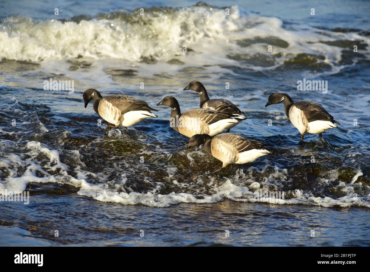 Brent Geese Winter migratory birds from Siberia on their Scottish ...