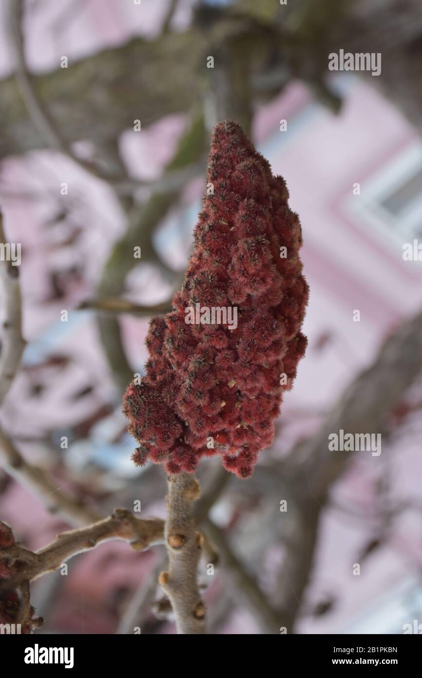 Velvet flower of ornamental sumac tree. Blurred background Stock Photo ...