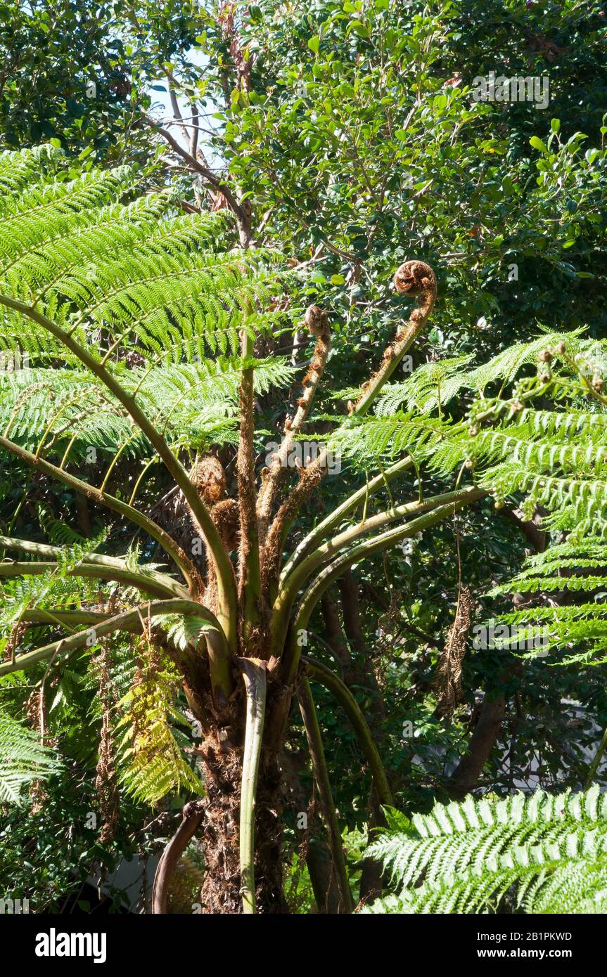 Unfurling fern shoots hi-res stock photography and images - Alamy