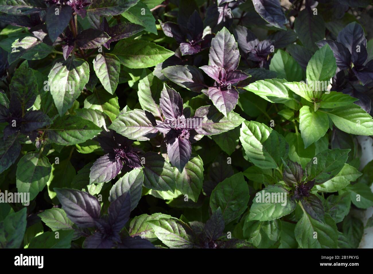 Vegetable farm melbourne hi-res stock photography and images - Alamy