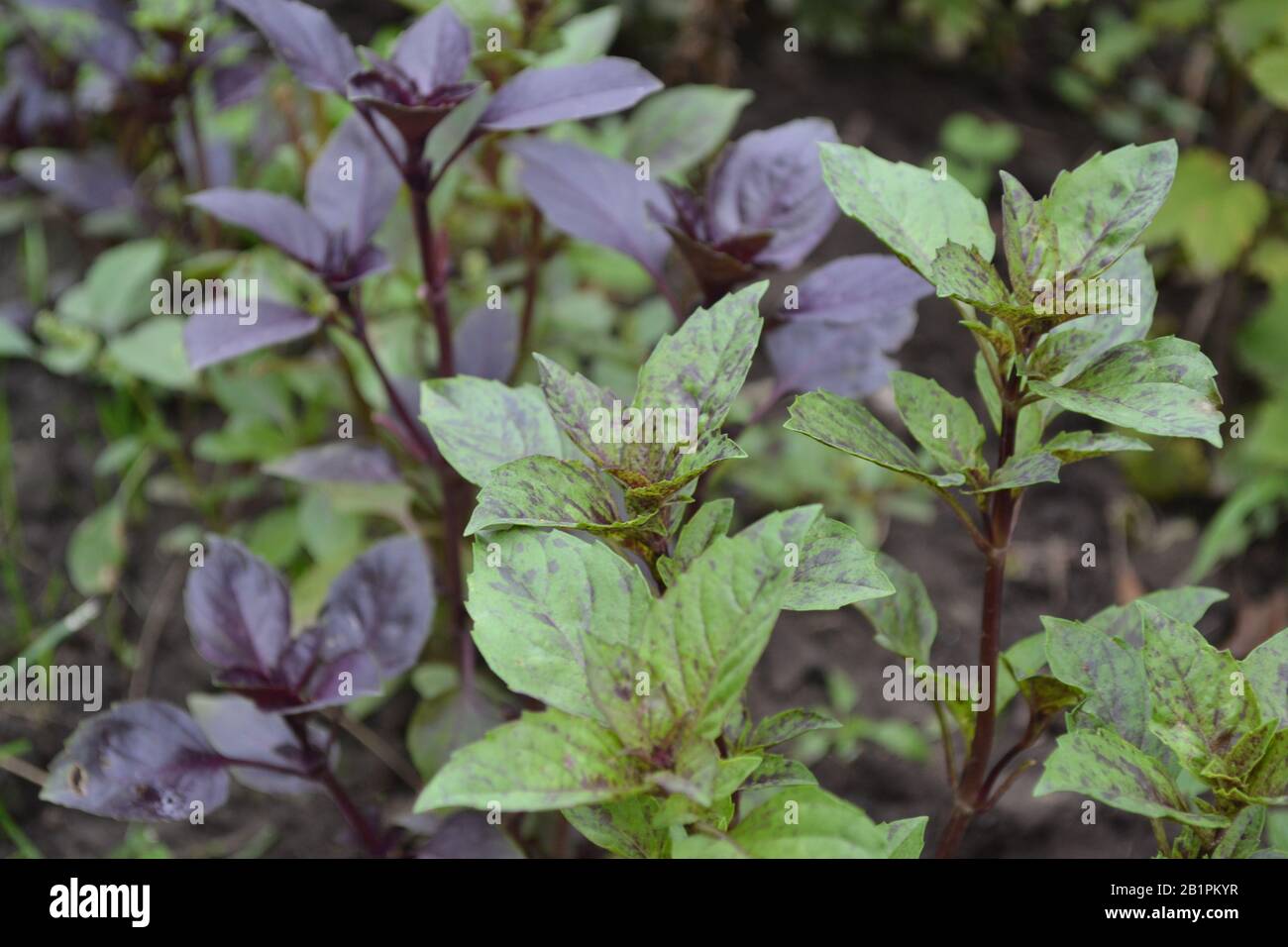 Aromatic herbs. Spices in the natural environment. Basil. Ocimum ...