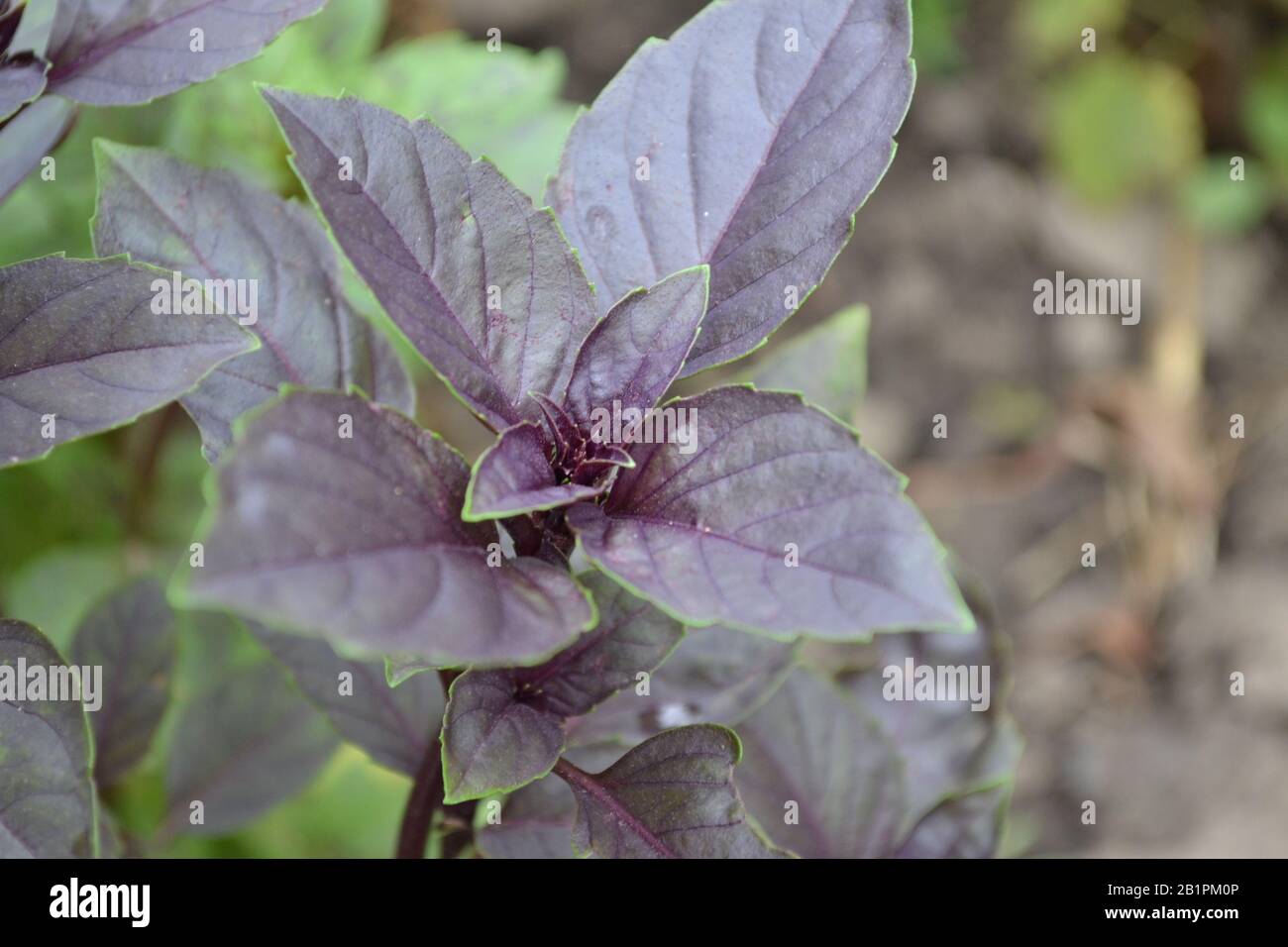 Ocimum basilicum. Fragrant herbs, spices, herb garden. Aromatic herb ...