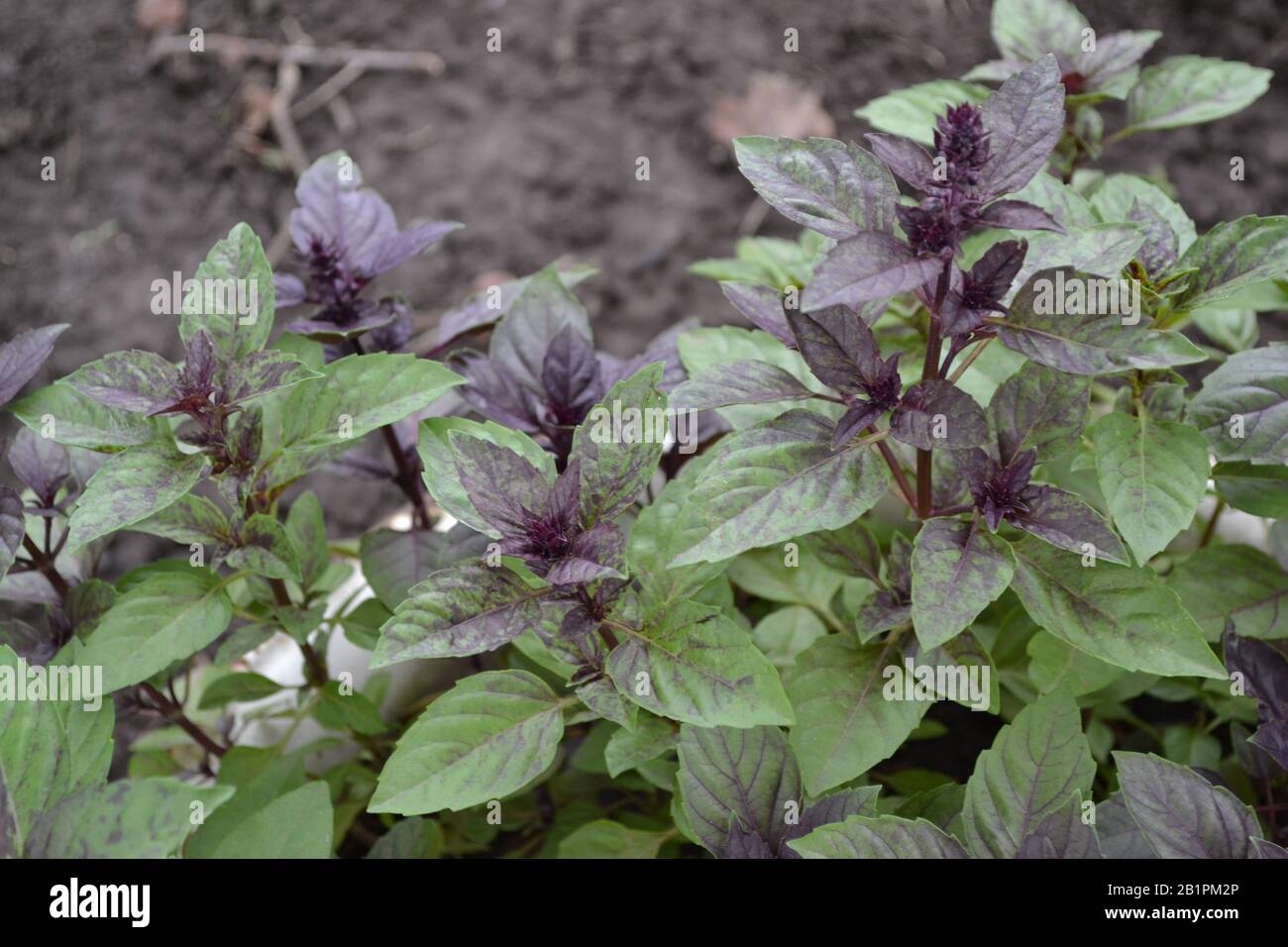 Aromatic herbs. Spices in the natural environment. Basil. Ocimum ...