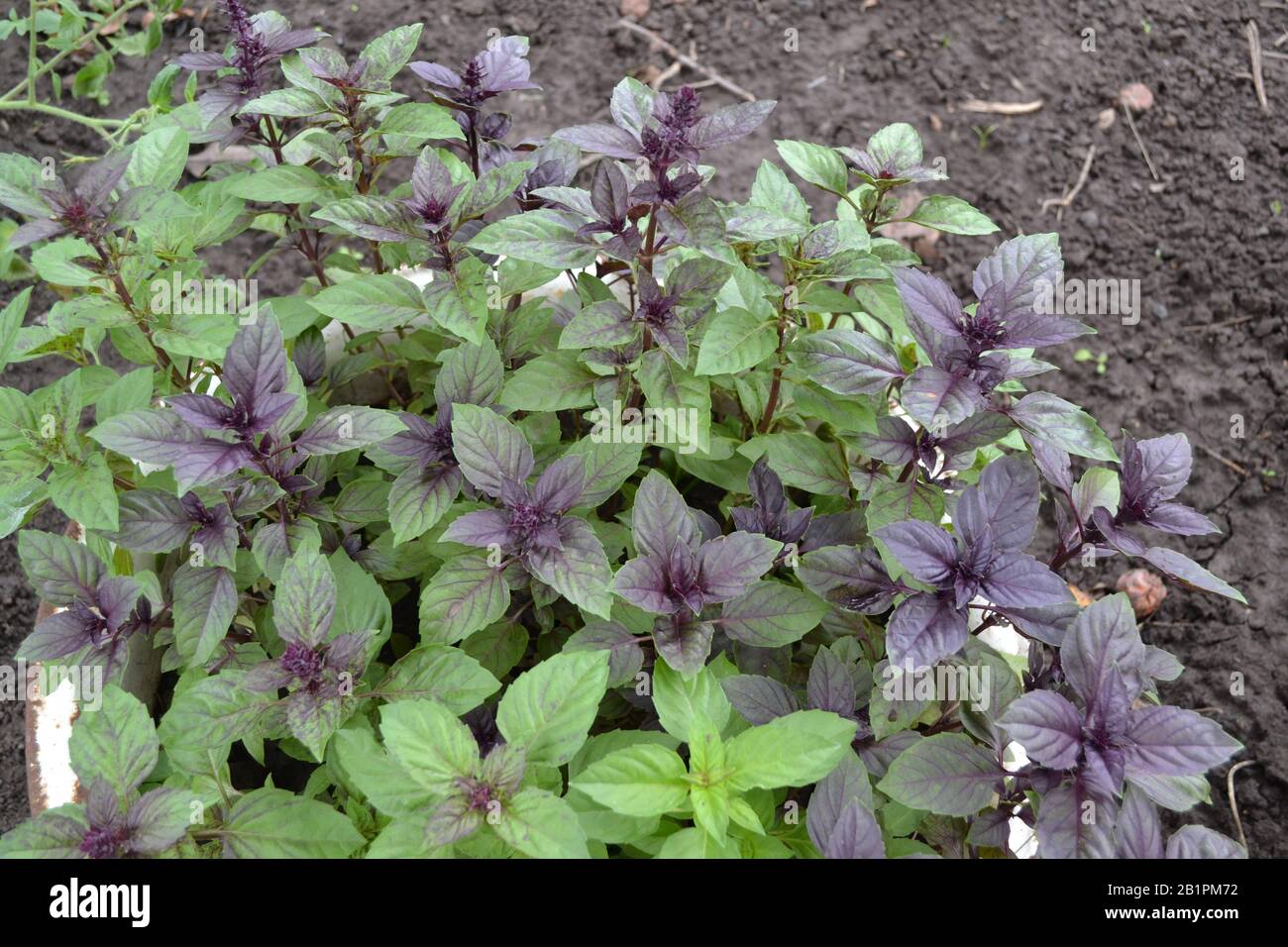Aromatic. Basil. Ocimum basilicum. Horizontal Stock Photo - Alamy