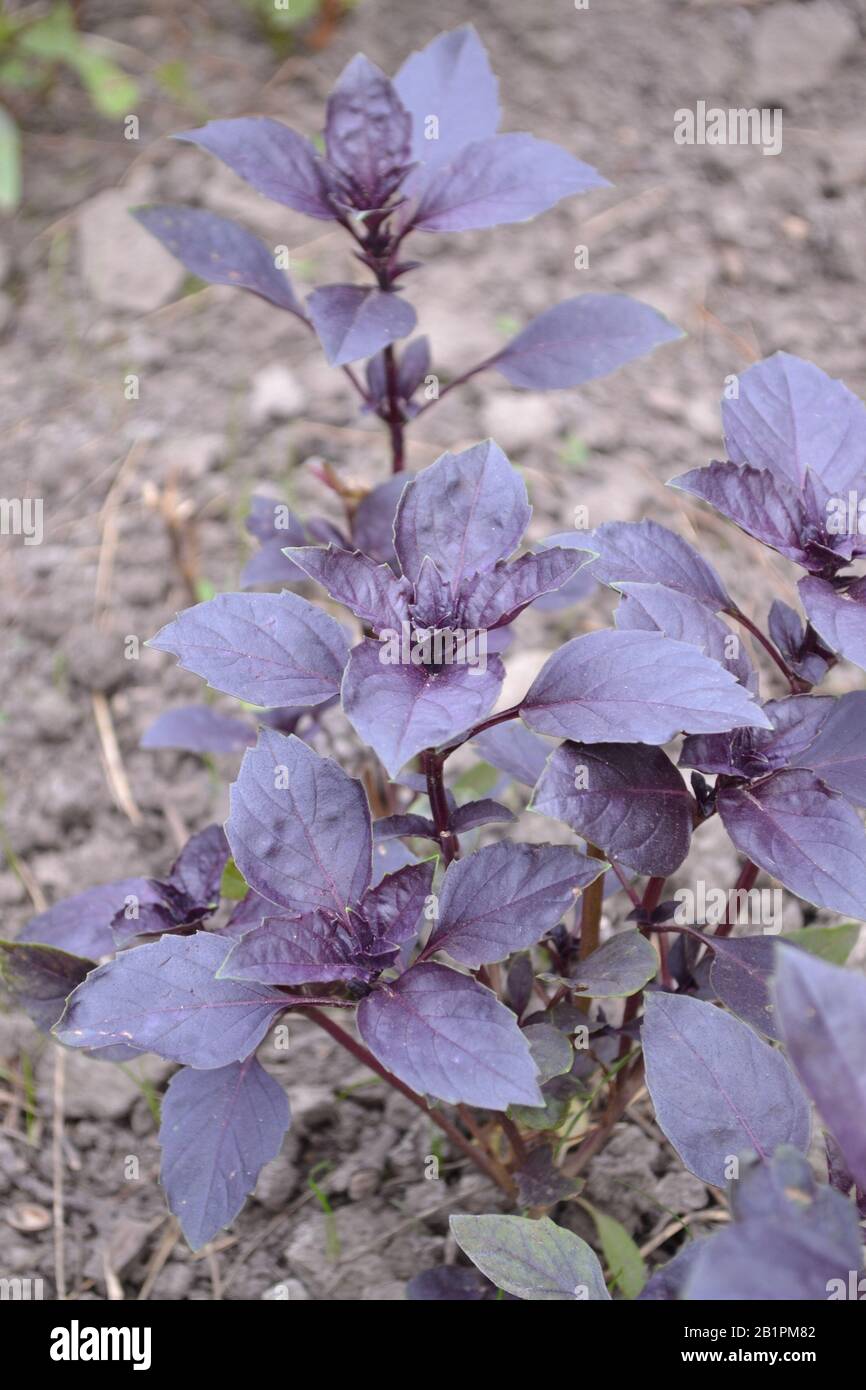 Fragrant herbs, spices, herb garden. Aromatic herbs. Basil. Ocimum ...
