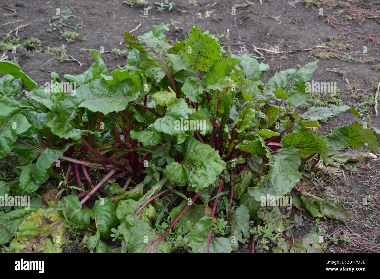Beets in natural conditions. Beta vulgaris. Beet. Garden, field, farm ...
