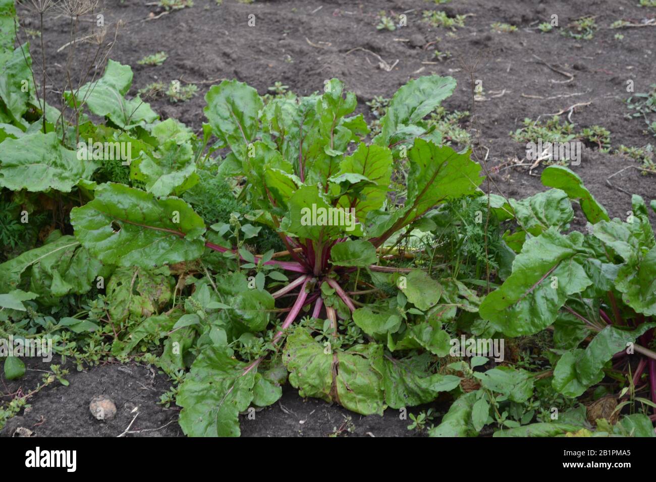 Beets in natural conditions. Beta vulgaris. Beet. Garden, field, farm ...