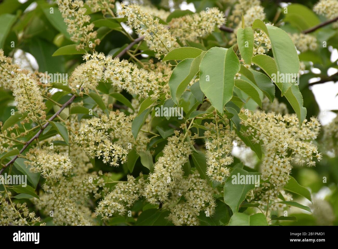 Sumptuous leaf hi-res stock photography and images - Alamy