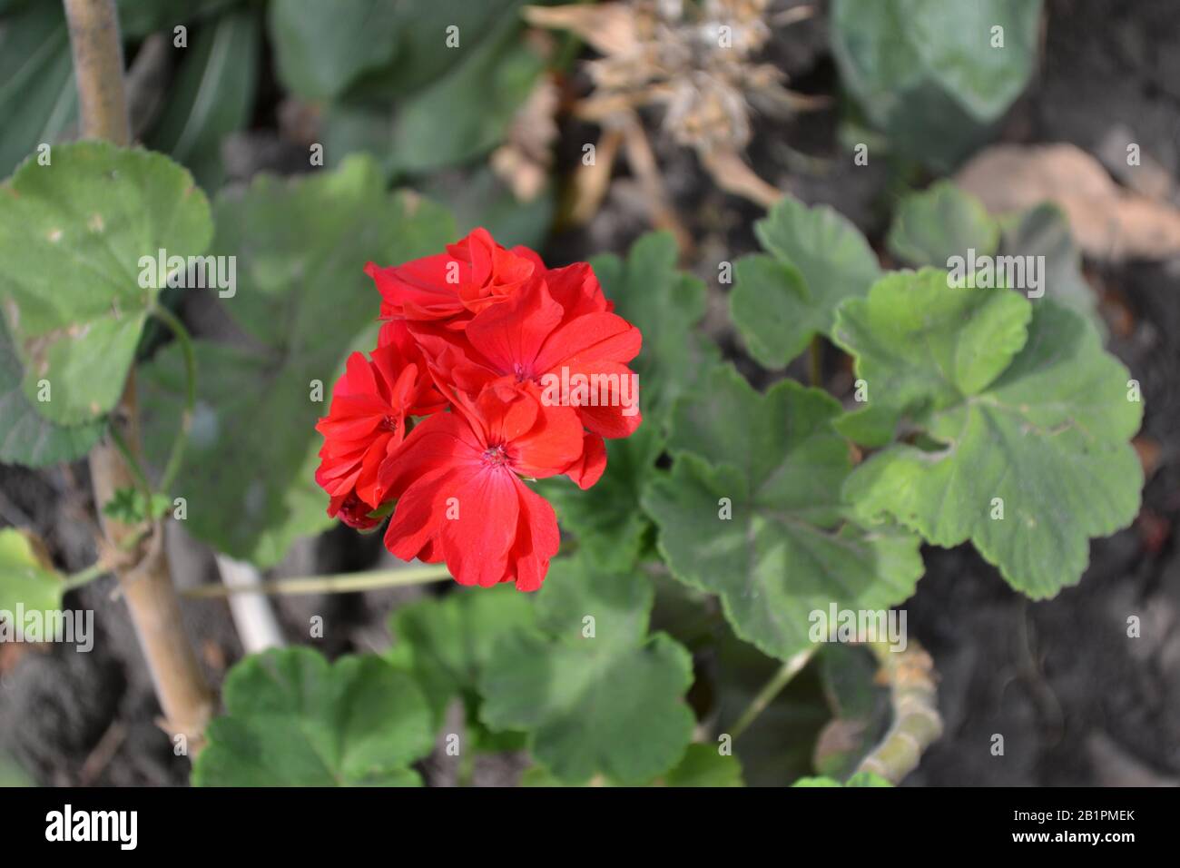 Geranium red. Pelargonium. Flowerbed. Garden plants. House plants ...