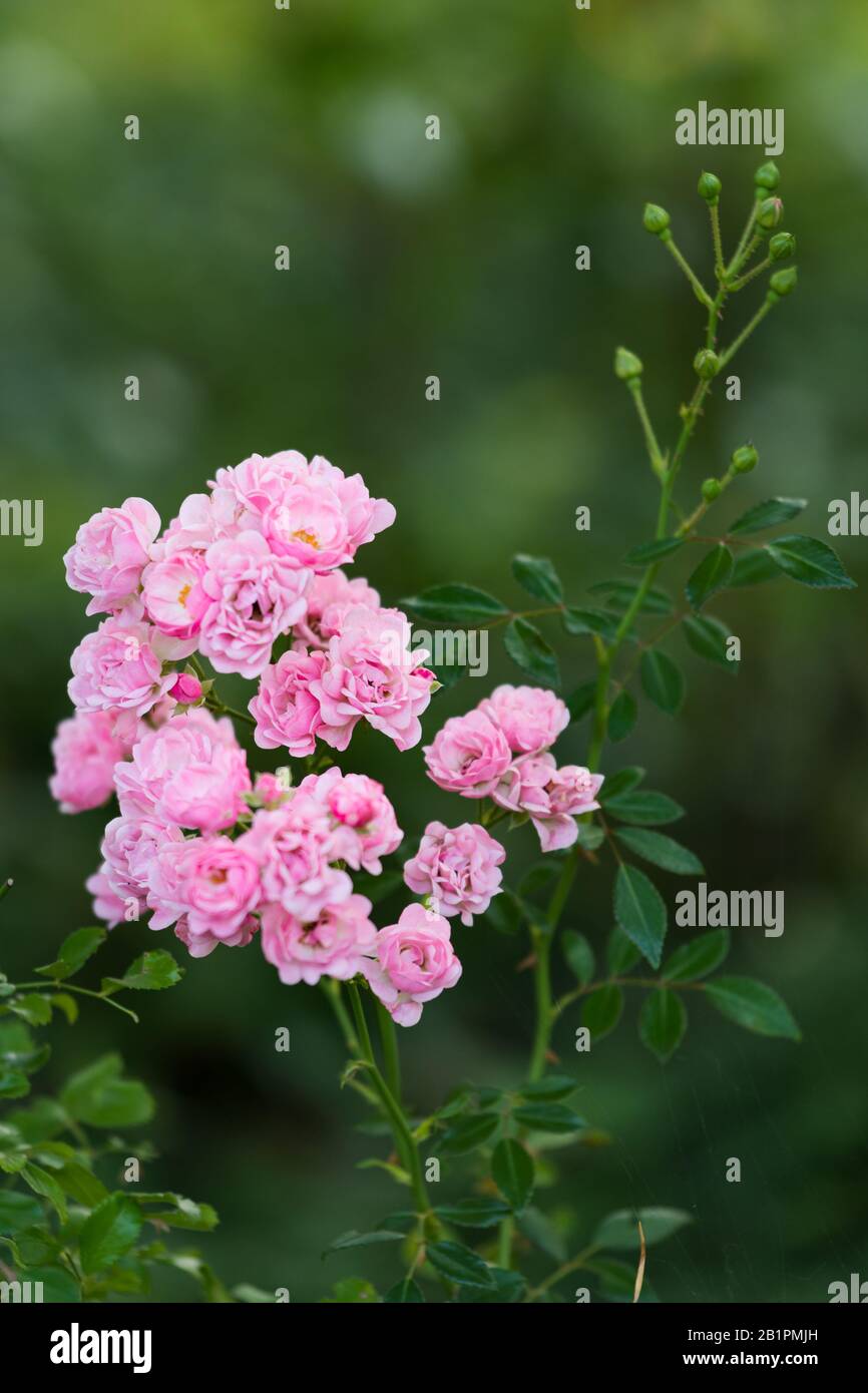 Small pink rose hi-res stock photography and images - Alamy