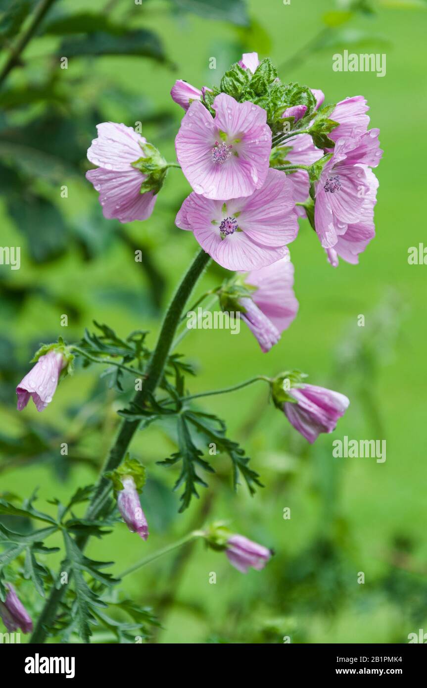 white and pink blooming Sidalcea Checkerbloom with green blurry ...