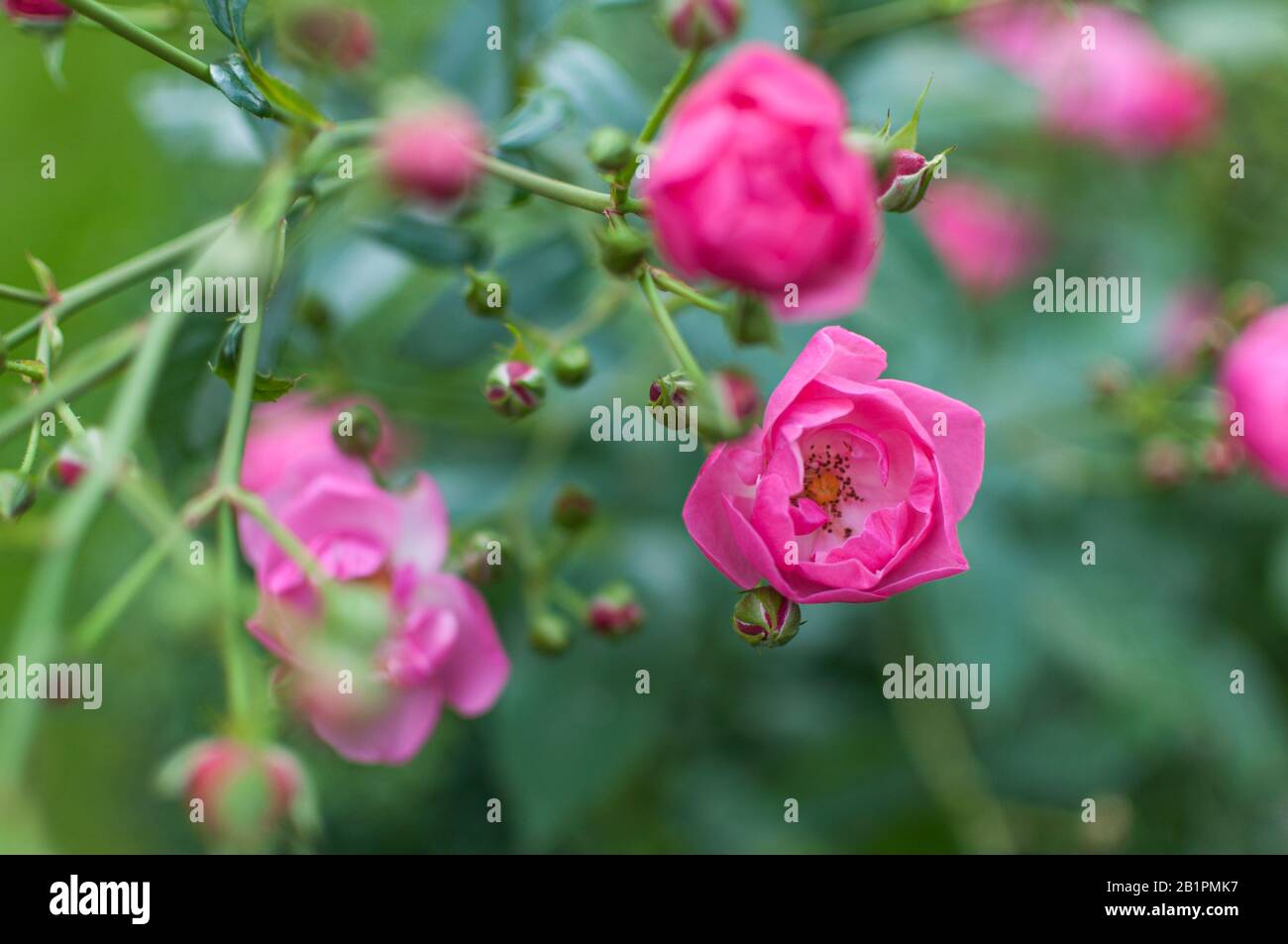 Small pink rose hi-res stock photography and images - Alamy