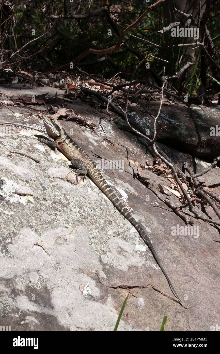 Sydney Australia, Australian water dragon on a rock in sunshine Stock ...