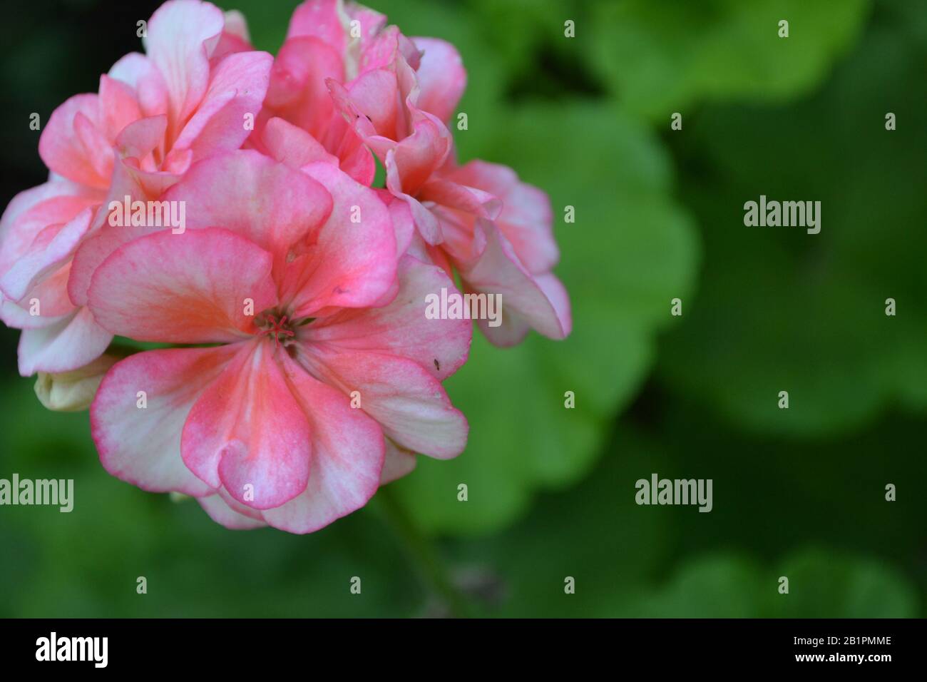 Geranium pink. Grade Appleblossom Rosebud. Pelargonium. Flowerbed ...