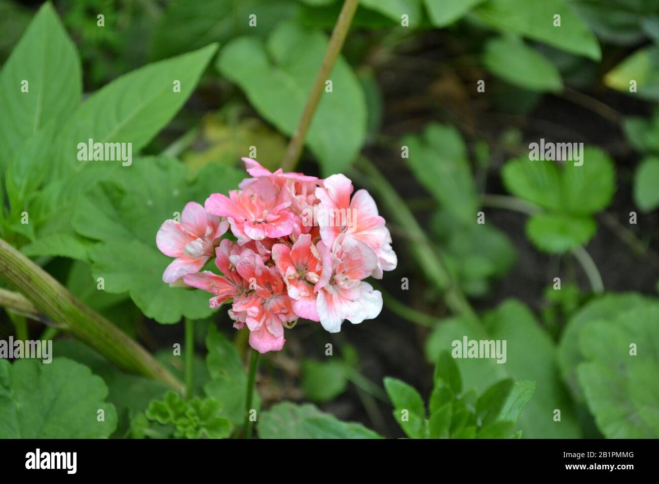 Geranium pink. Grade Appleblossom Rosebud. Pelargonium. Flowerbed ...