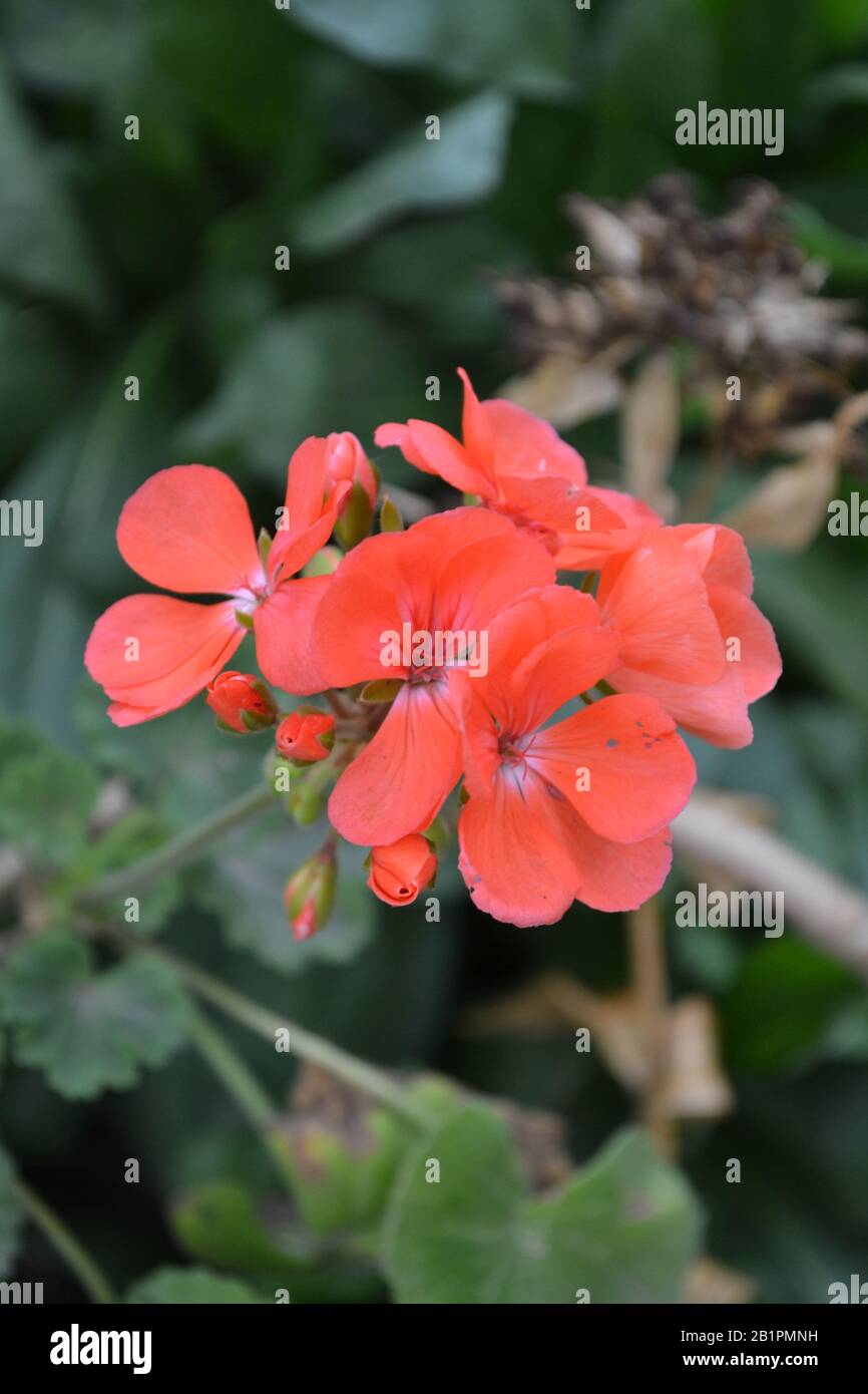 Geranium coral red. Pelargonium. Flowerbed. Garden plants. House plants ...